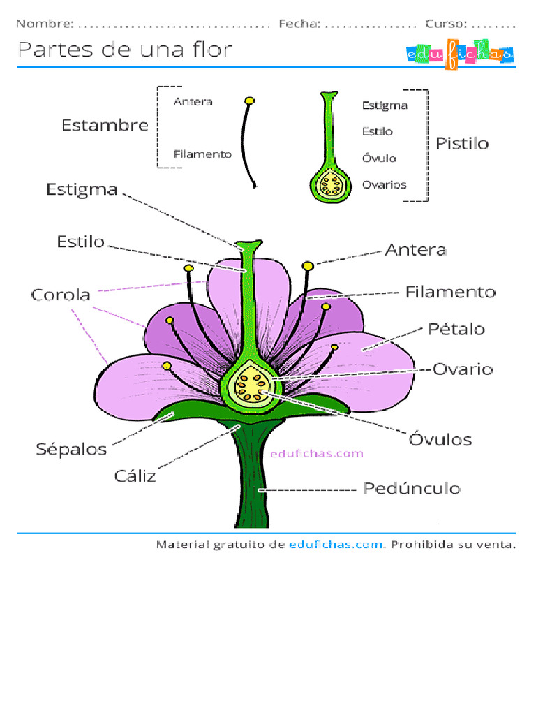 Partes-De-Una-Flor - PNG 570×770 Pixeles | PDF