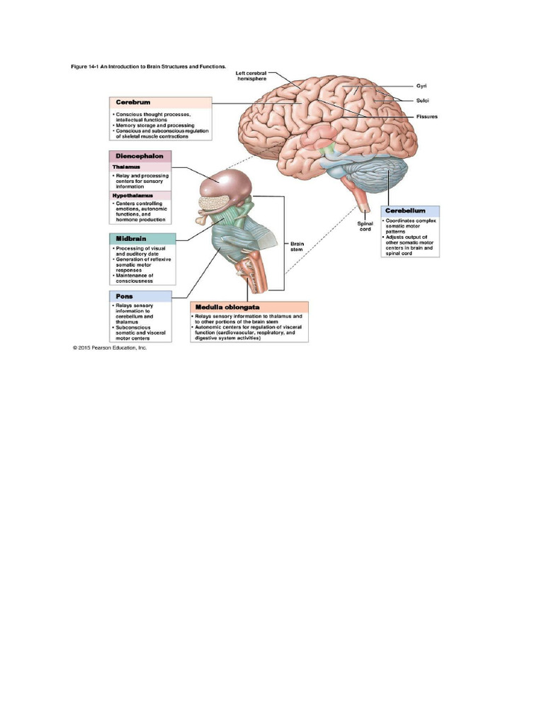 Foto Bio Sistem Saraf Pusat | PDF
