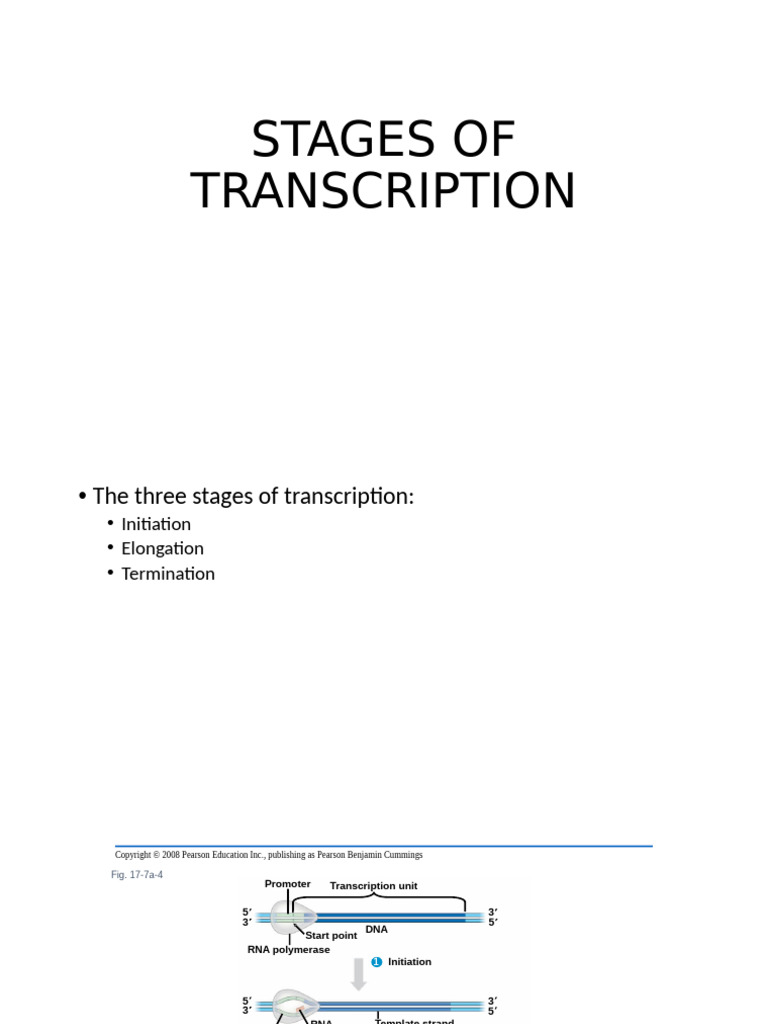 LABORATORY_STAGES_OF_TRANSCRIPTION | PDF | Promoter (Genetics) | Health ...