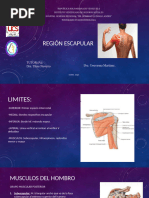 Anatomía de la Región Deltoidea | PDF | Hombro | Articulaciones