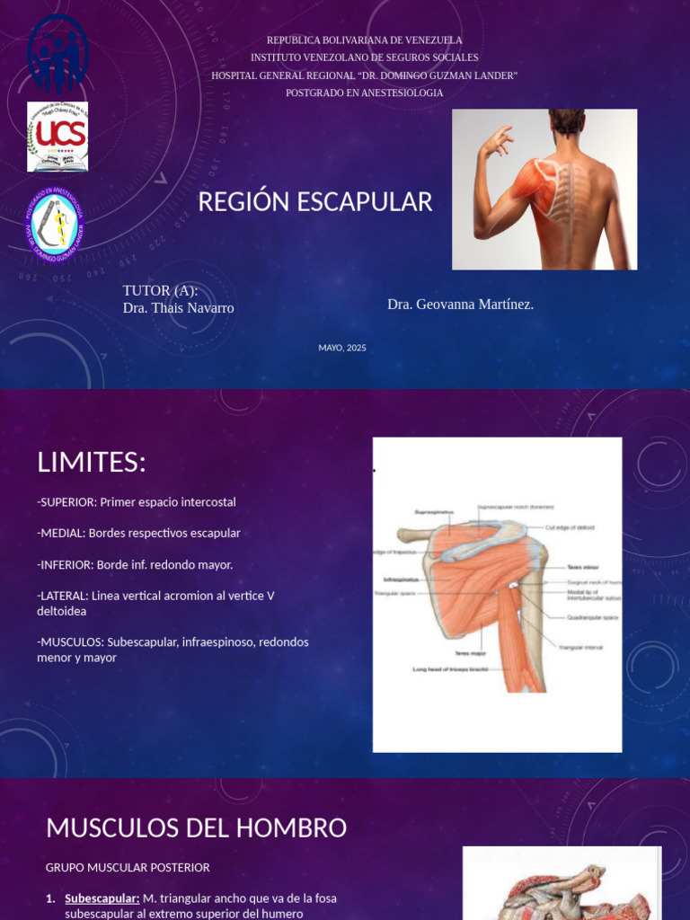 Anatomía de la Región Escapular | PDF | Articulaciones | Hombro