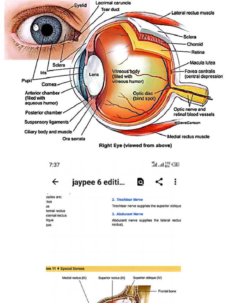 Physiology OSPE 2nd Semester by Bilal | PDF