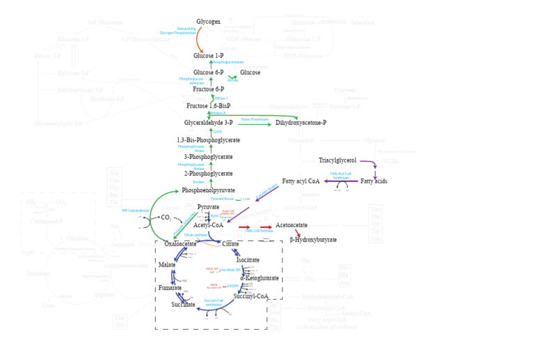 Metabolic Map Fasting State | PDF | Adenosine Triphosphate | Cell Biology