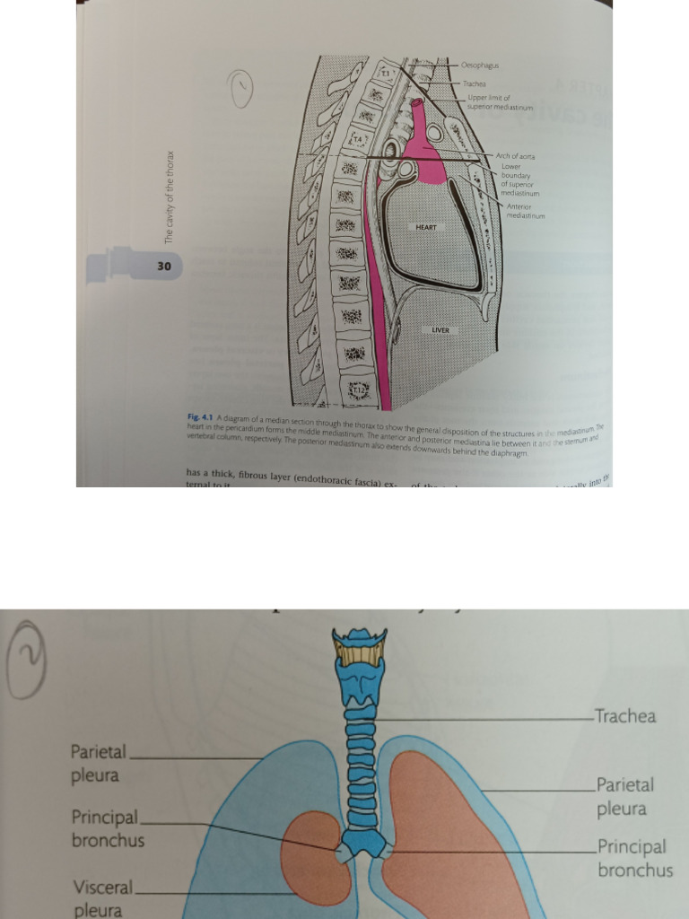 Thorax Diagrams | PDF