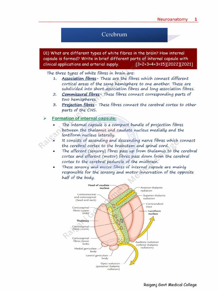 Neuro Anatomy | PDF