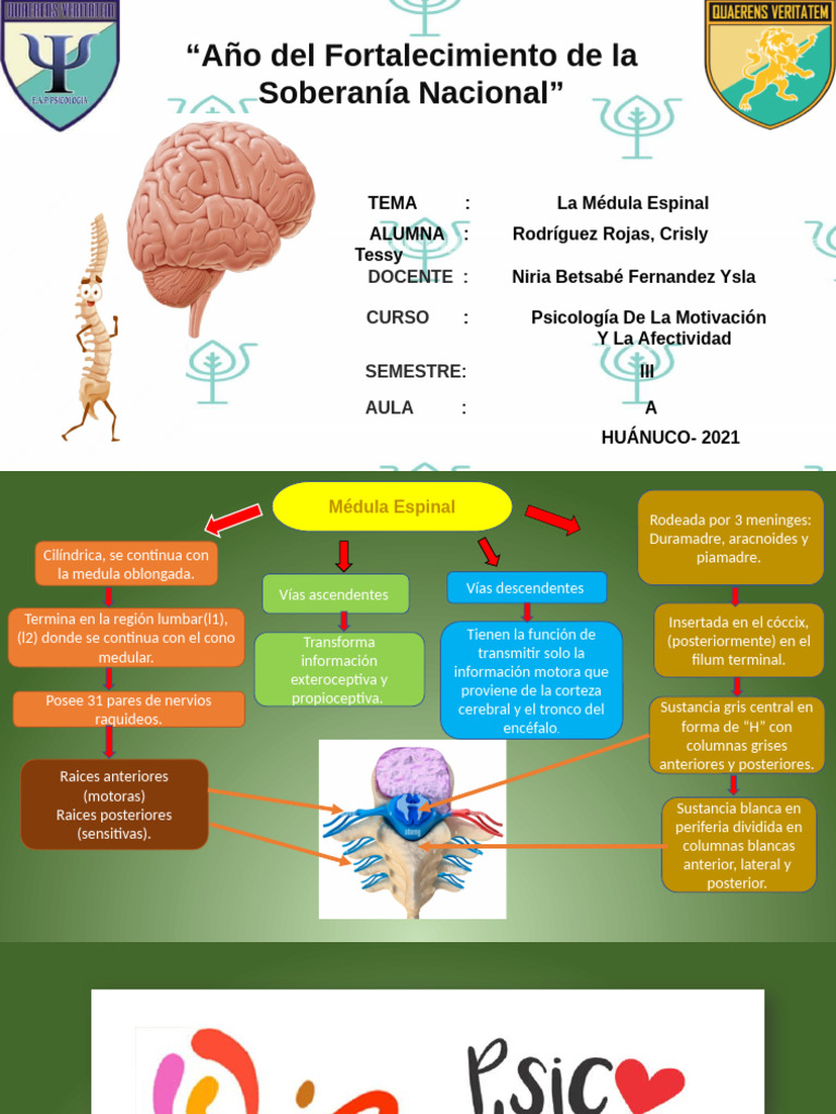 Esquema Medula Espinal | PDF | Médula espinal | Anatomía