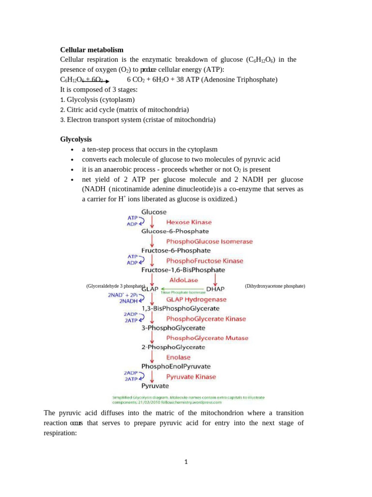 Cellular Metabolism, Mitosis and Meiosis | PDF | Meiosis | Mitosis