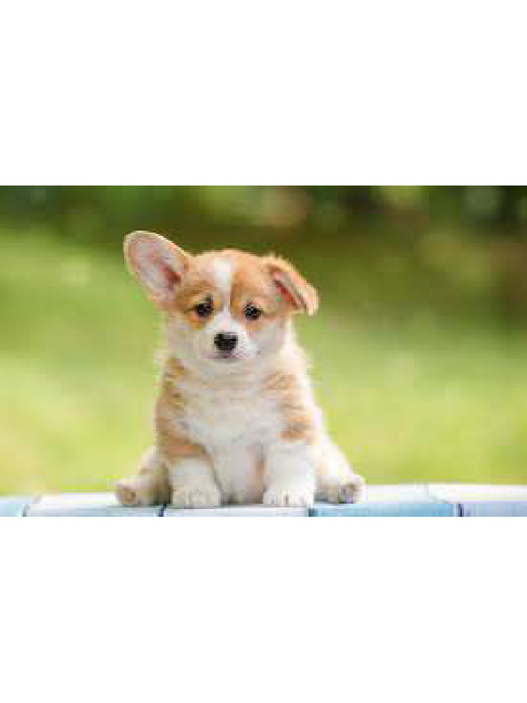 Puppies Study 5 | PDF