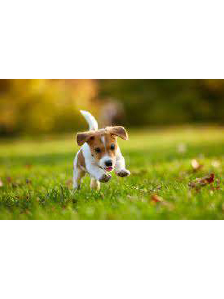 Puppies Study 3 | PDF