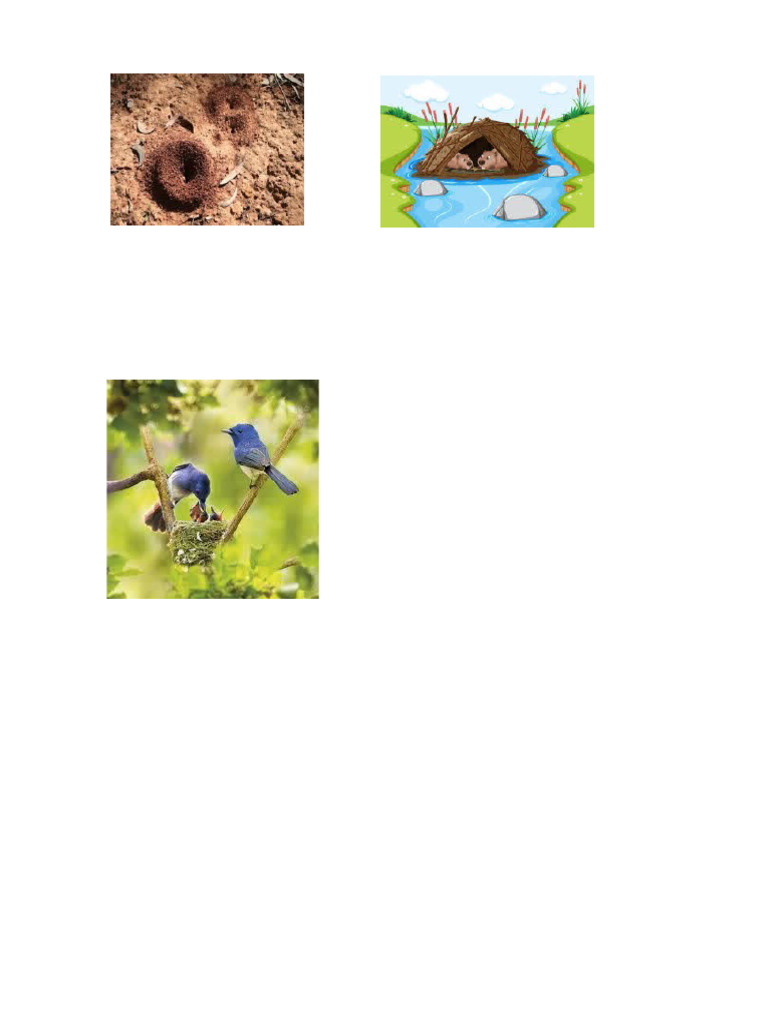 Donde Viven Los Animales | PDF