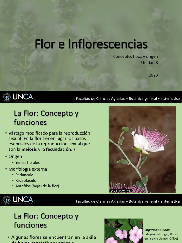 Flor e Inflorescencias-1 | PDF | Flores | Polinización