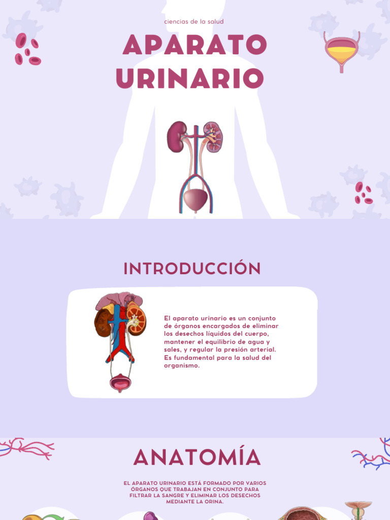Aparato Urinario | PDF | Sistema urinario | Riñón
