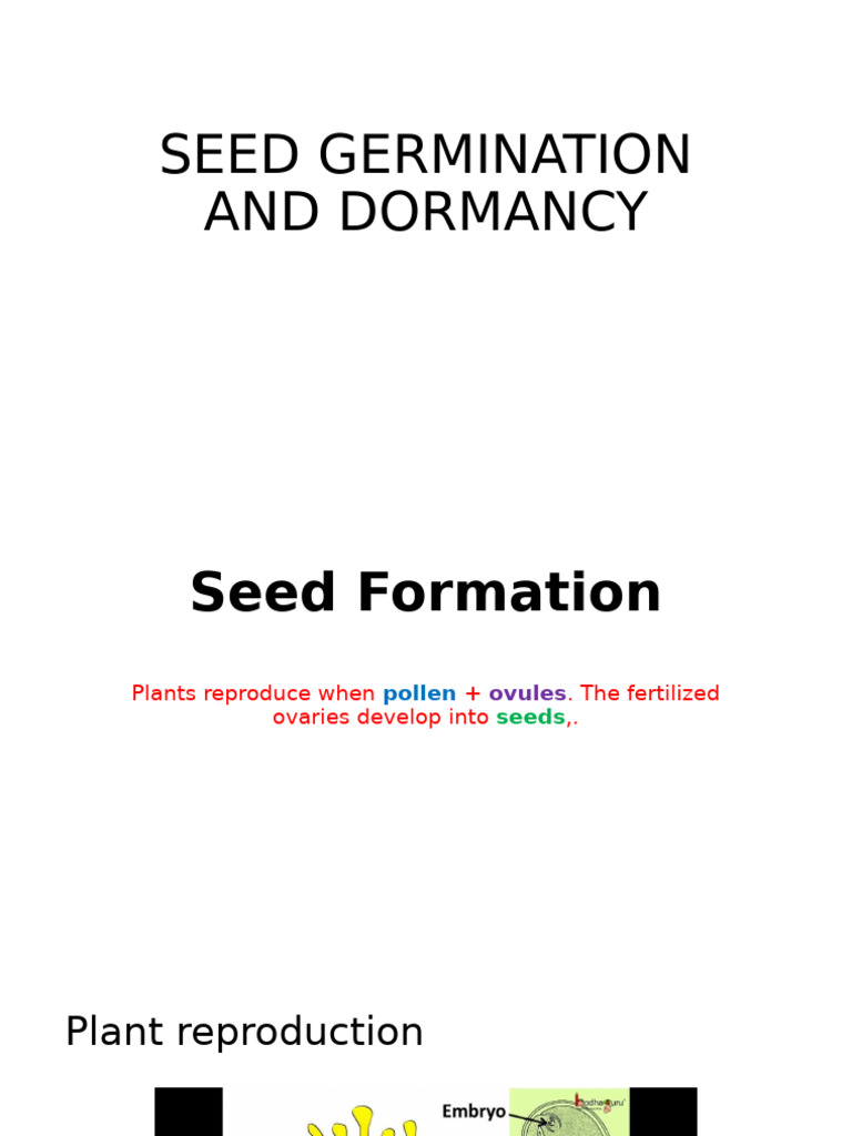 Seed Germination and Dormancy Explained | PDF | Seed | Germination