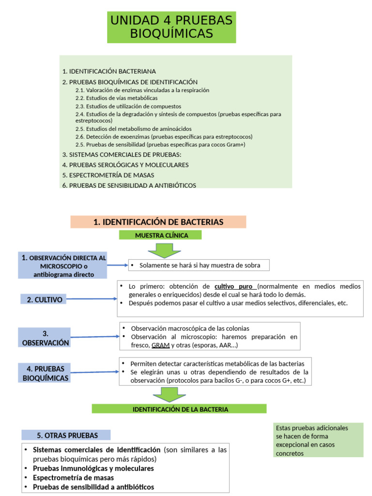 Tema 4 P Bioquimicas Mi Presentacion | PDF | Staphylococcus Aureus | Estreptococo
