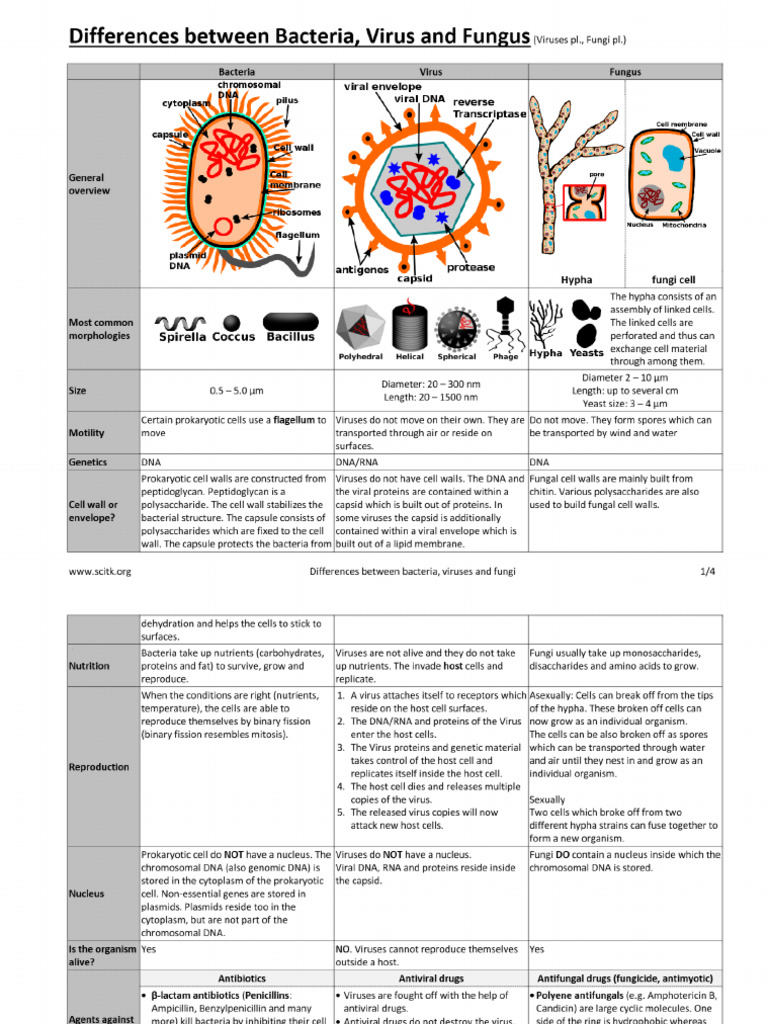 differences_between_virus_bacteria_fungi[1] | PDF