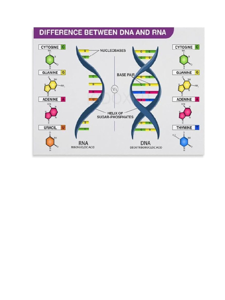Imagen de ADN y ARN | PDF