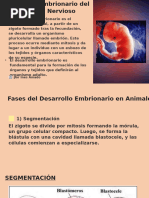 Neurulacion Embriologia | PDF | Anatomía | Biología del desarrollo