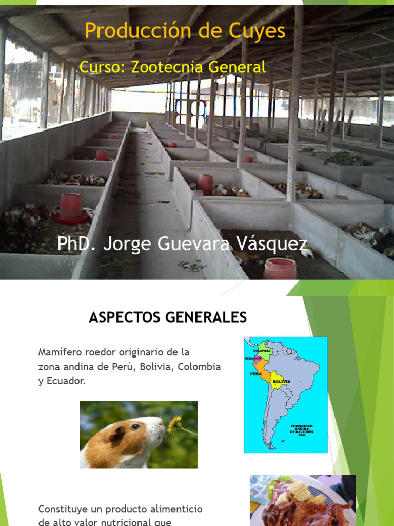 Características del Cuy y su Crianza | PDF | Conejillo de indias | Carne