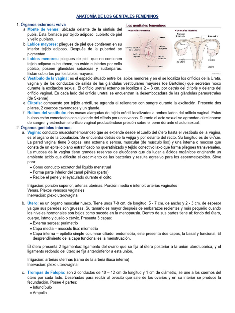 Anatomía de Los Genitales Femeninos | PDF | Hormona luteinizante | Labios