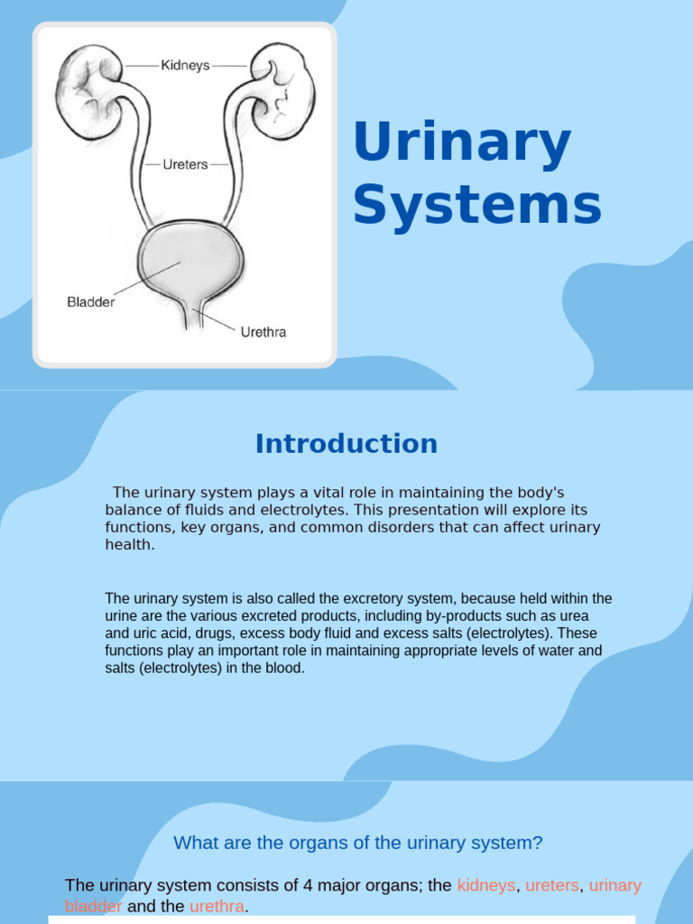 Urinary System Functions and Disorders | PDF | Urinary System | Urination