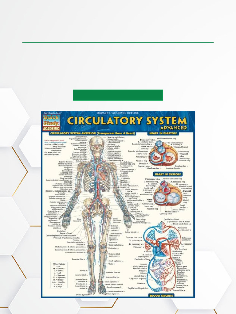 QUICKSTUDY CIRCULATORY SYSTEM ADVANCED - 1st Edition Complete DOCX ...