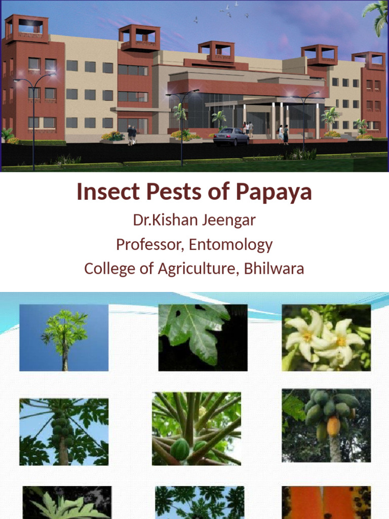 Insect Pests of Papaya | PDF