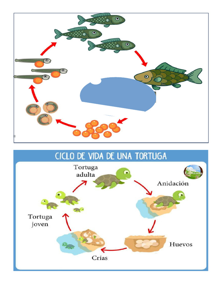 Ciclos de Vida | PDF