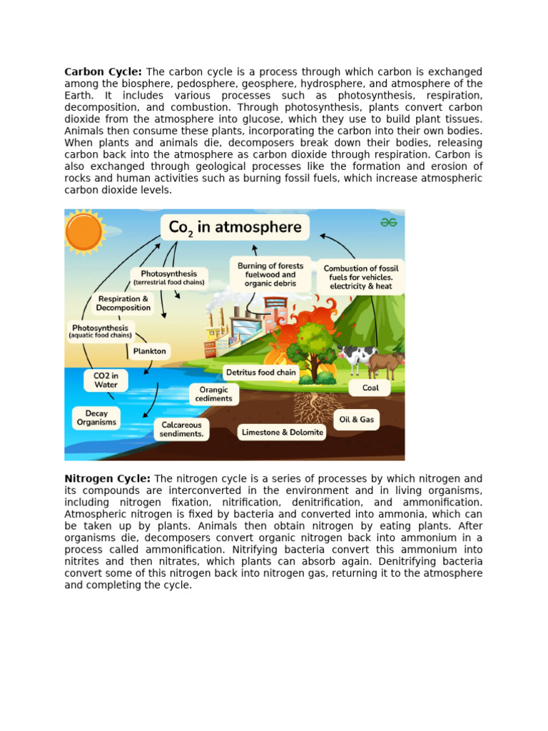 Carbon Cycle and Nitrogen Cycle | PDF