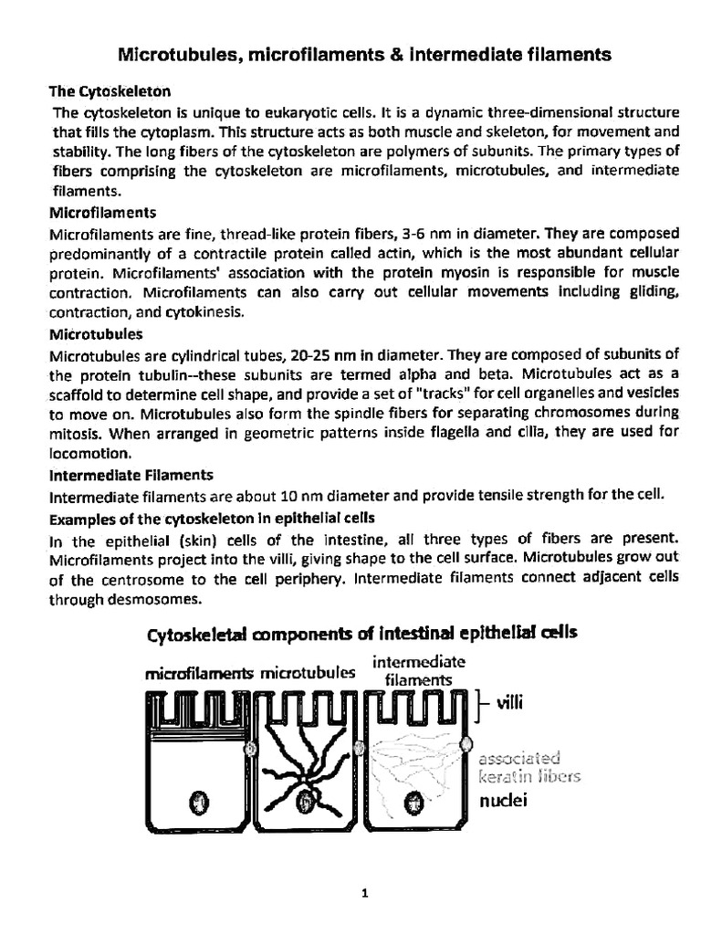 Cytoskeleton Short Notes | PDF