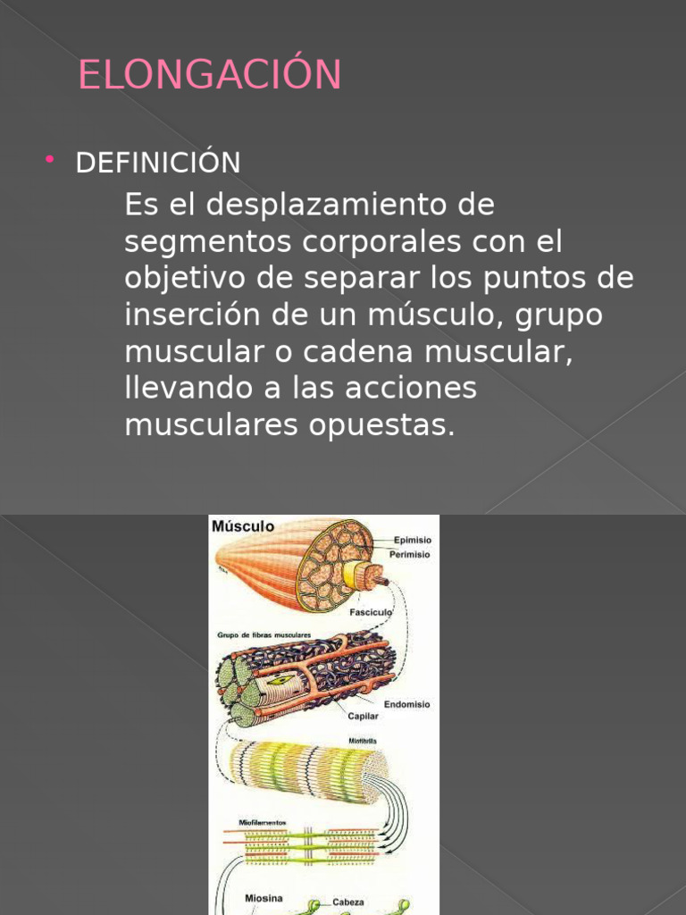 TK1 Elongación Tagged | PDF | Músculo