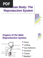 Human Reproductive Systems PowerPoint | PDF | Human Reproduction ...