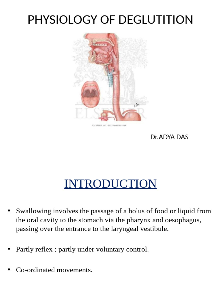 Physiology of Swallowing Explained | PDF | Esophagus | Larynx