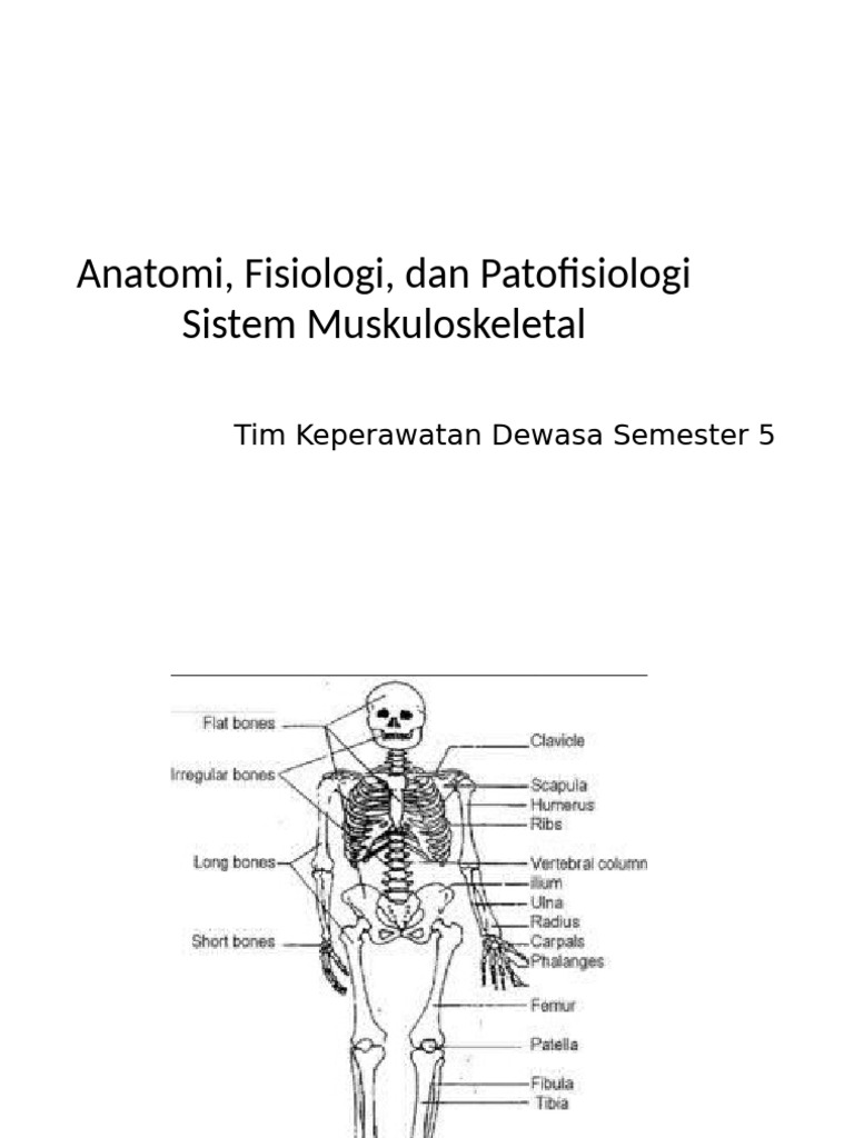 Sistem Muskuloskeletal dan Fungsinya | PDF