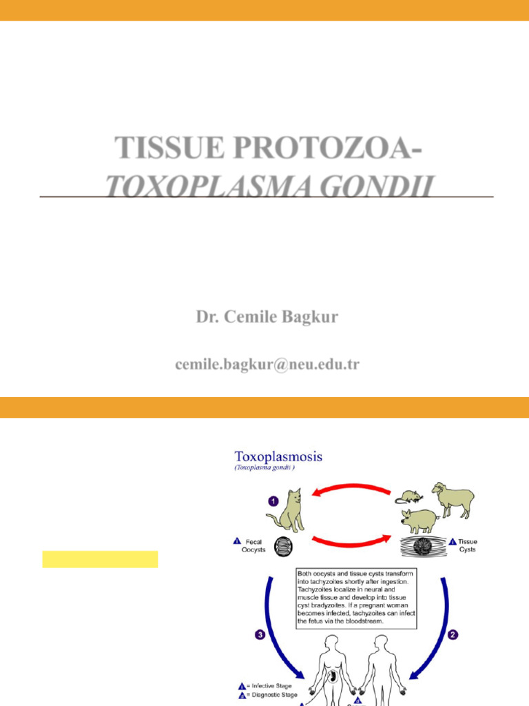 Tissue Protozoa (Toxoplasma) Opportunistic Protozoa | PDF | Human ...