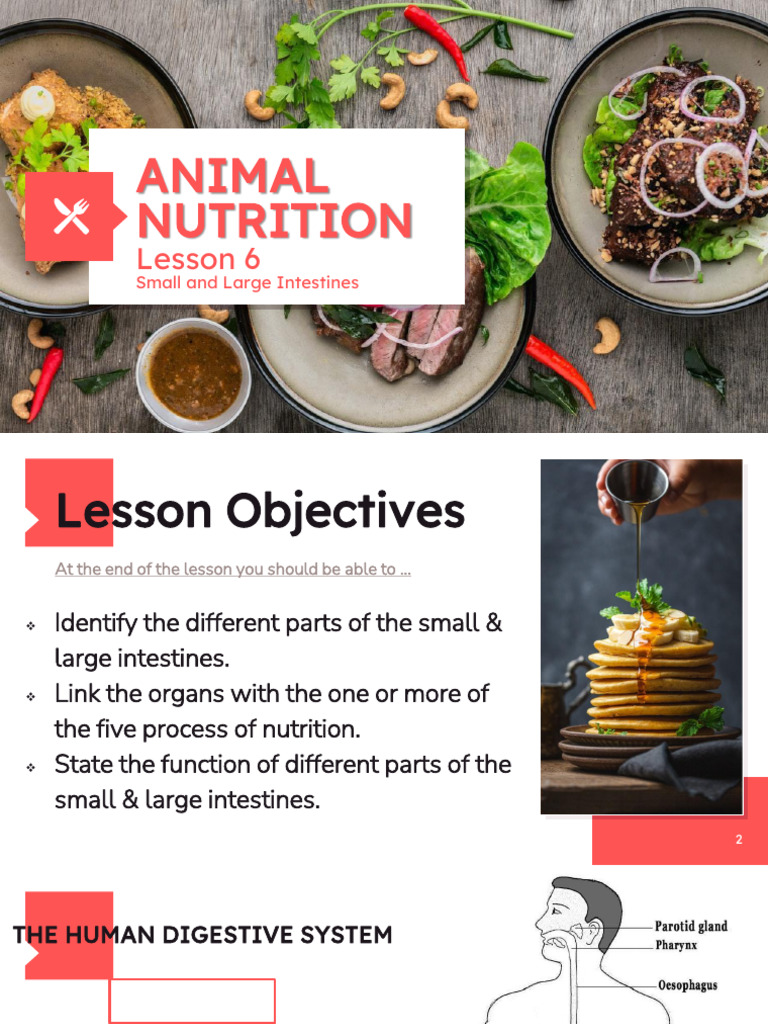 Lesson 6 Small and Large Interstines | PDF | Digestion | Small Intestine