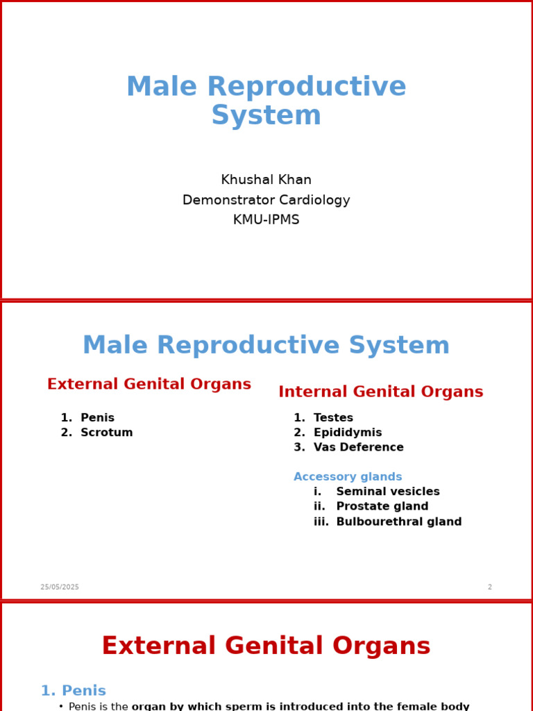 Lecture 32,33 - Male Reproductive System | PDF | Testicle | Cell Biology