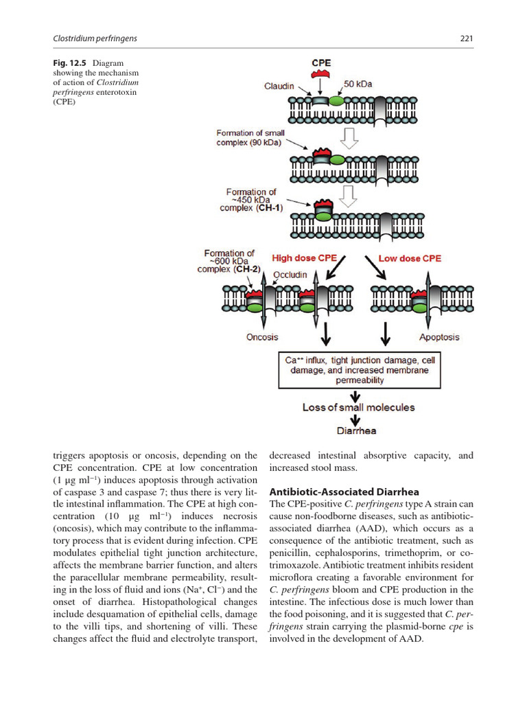 Clostridium Perfringens: Diagram Showing The Mechanism of Action of ...