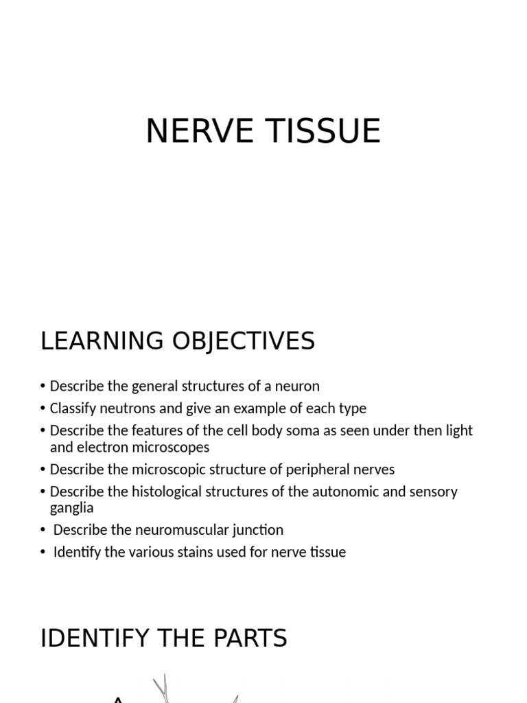 Nerve Tissue Histology | PDF