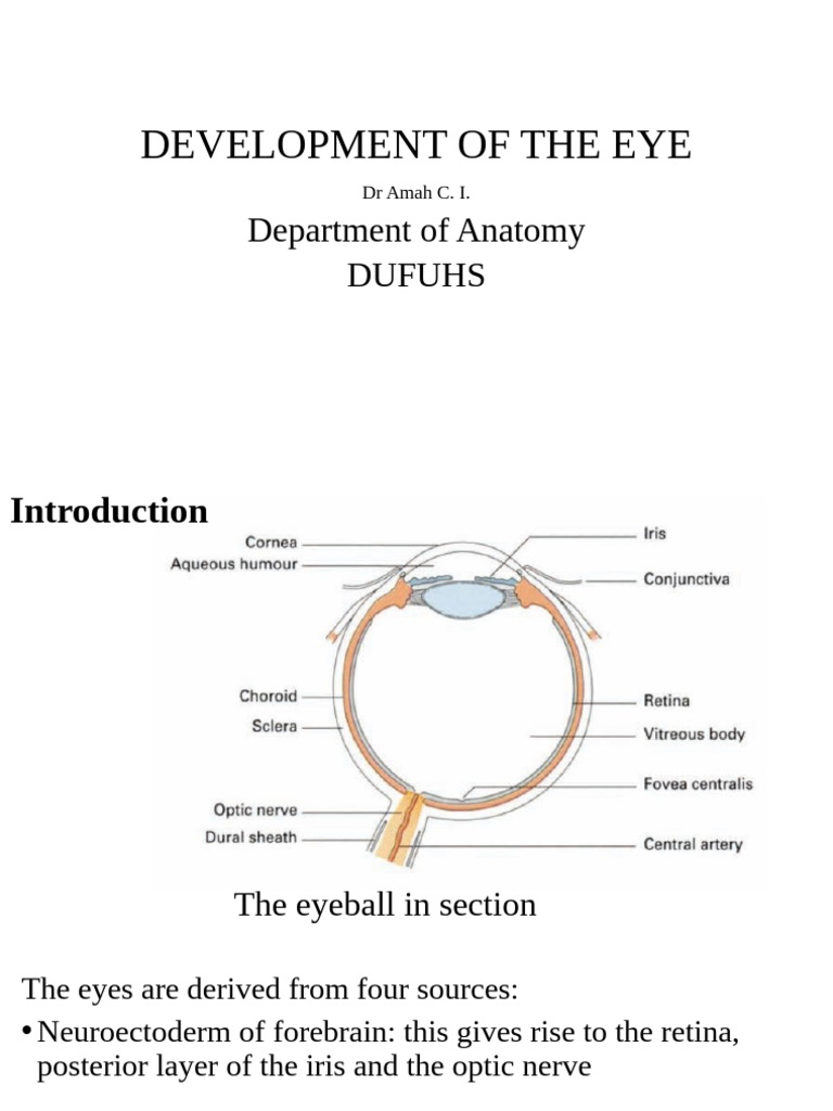 DVLPT of The Eye Lecture | PDF | Retina | Ophthalmology