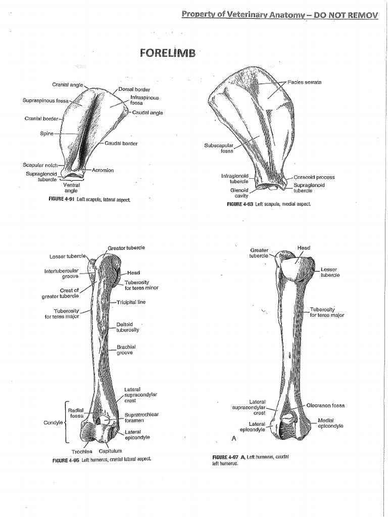 Millers Anatomy Appendicular Skeleton | PDF