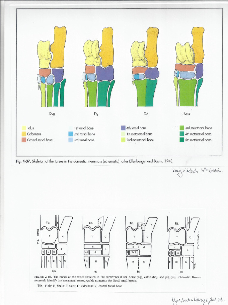 Comparative Tarsus Carpus Manus | PDF