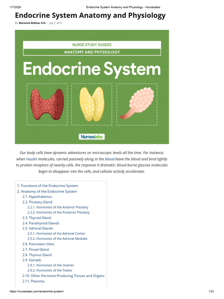 Endocrine System Anatomy and Physiology - Missionnursing | PDF ...