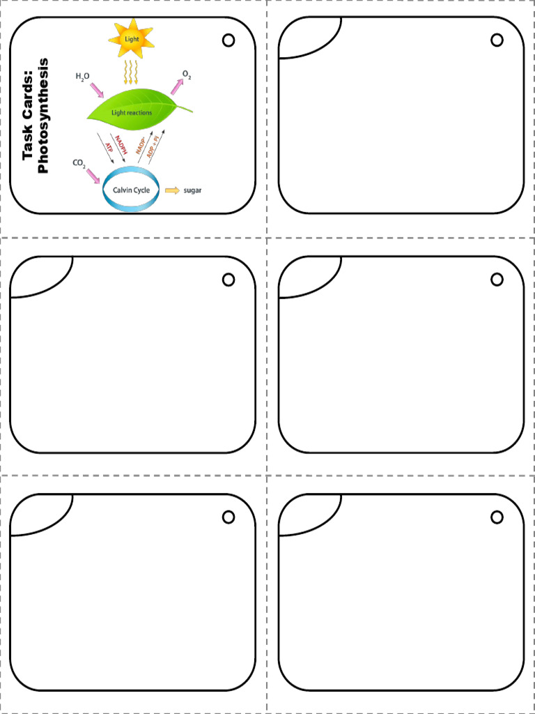 1 - Photosynthesis Task Cards Activity | PDF | Photosynthesis | Chloroplast