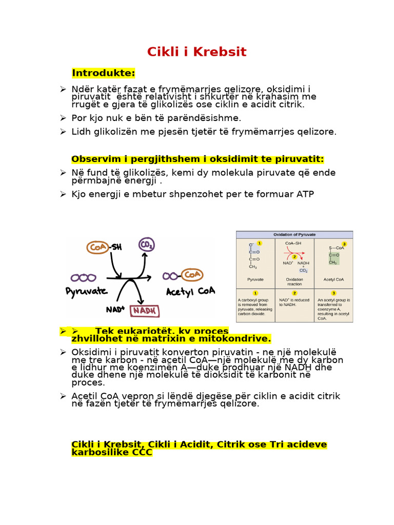 Cikli Krebsit | PDF