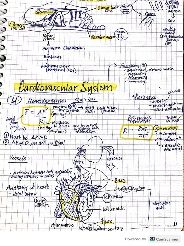 Cardiovascular System | PDF