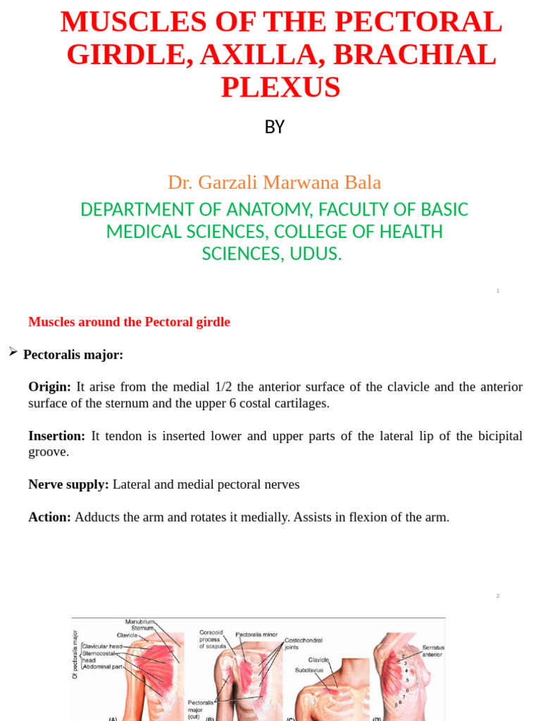 Muscles of The Pectoral Girdle, Axilla,-1 | PDF | Arm | Anatomical ...