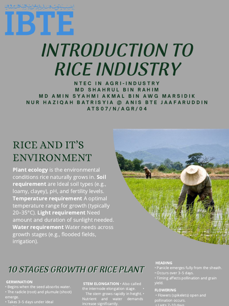 Rice Industry Growth Stages Explained | PDF | Rice | Tillage