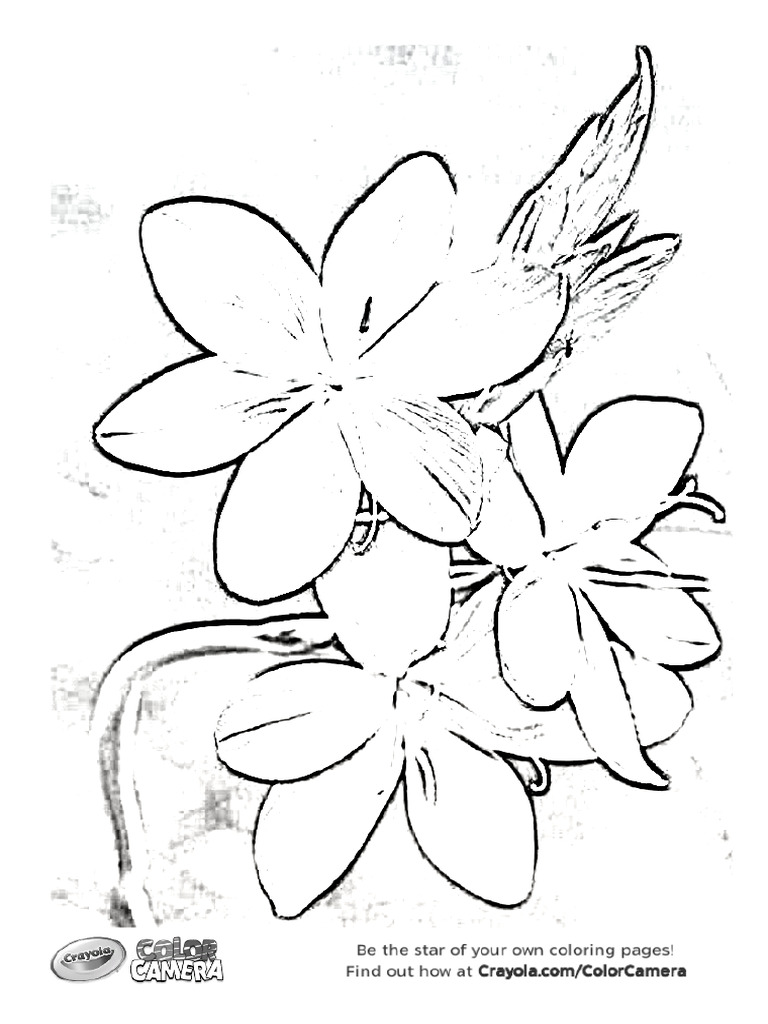 Flower | PDF