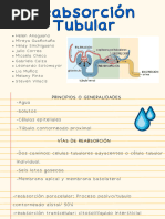 Anatomía y Función Del Túbulo Contorneado Distal (Autoguardado) | PDF ...