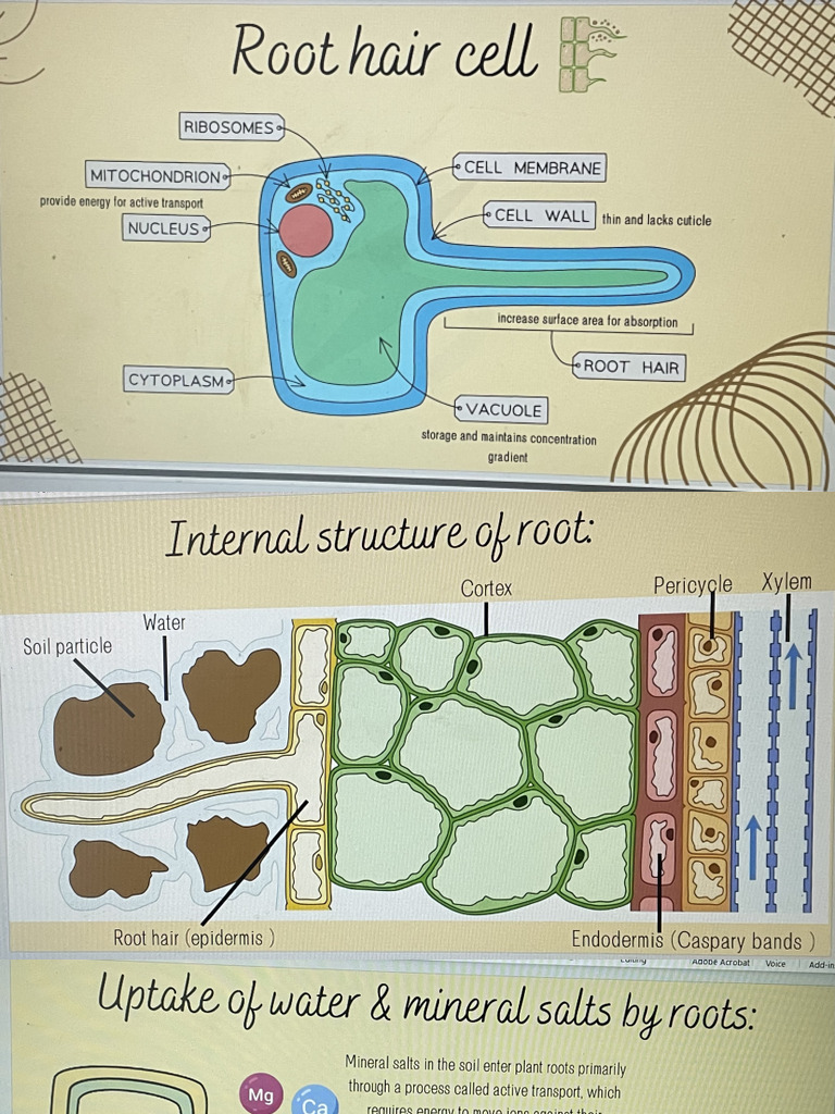 Life Sciences Plants gr10 | PDF
